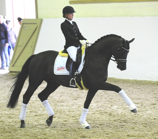 gut besuchte Hengstpräsentation: SGV - Sächsische Gestütsverwaltung
