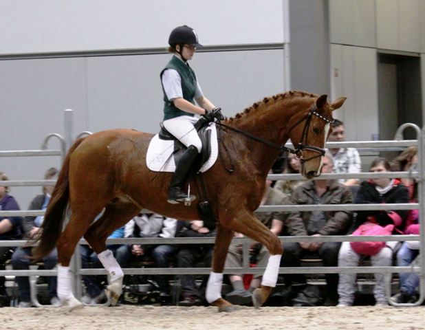 Sächsische Gestütsverwaltung: Auftritt der Lehrlinge der SGV