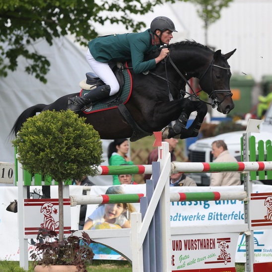 Erfolgreiches Turnier der Hengste in Greppin: SGV - Sächsische Gestütsverwaltung