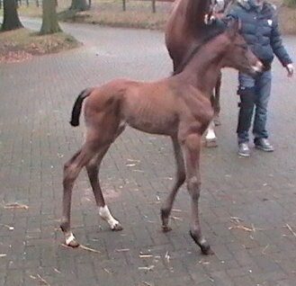 Das erste MILLENNIUM-Fohlen ist angekommen!: SGV - Sächsische ...