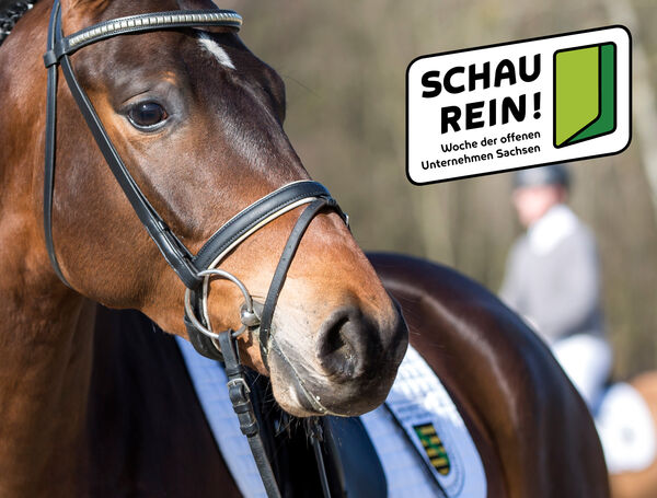 SCHAU REIN! im Landgestüt Moritzburg: SGV - Sächsische Gestütsverwaltung