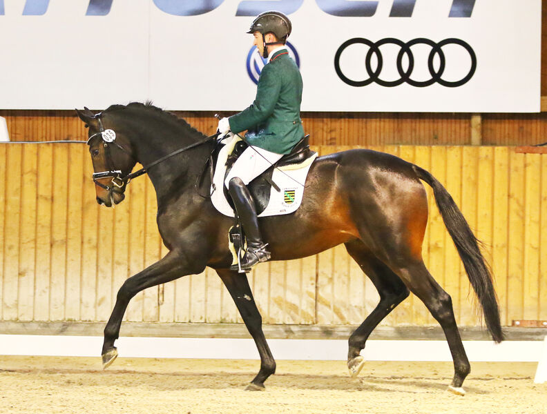 Turniersportergebnisse: SGV - Sächsische Gestütsverwaltung