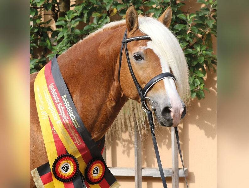 Doppelerfolg für STARINO zur FN-Bundeshengstschau: SGV - Sächsische ...