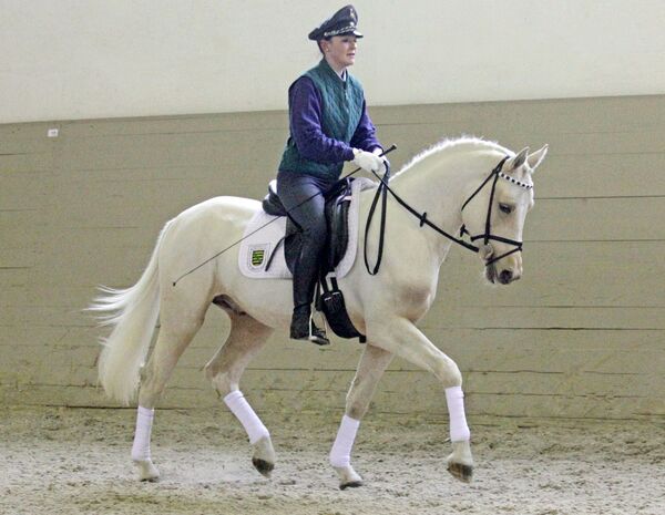 Prussendorf: Siegerhengst v. HET GRIMALDI: SGV - Sächsische ...