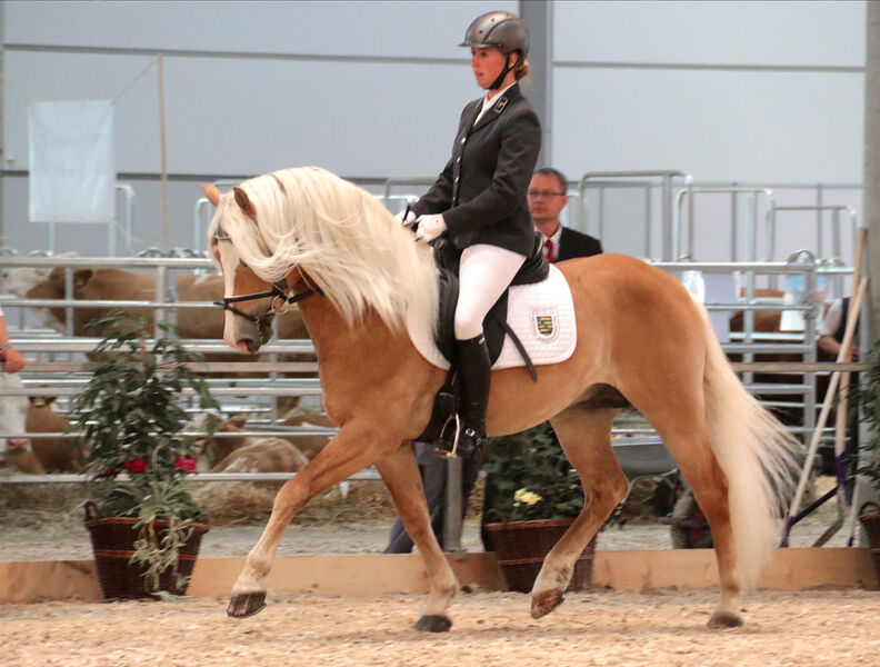 Die Sächsische Gestütsverwaltung zur Agra 2019: SGV - Sächsische ...