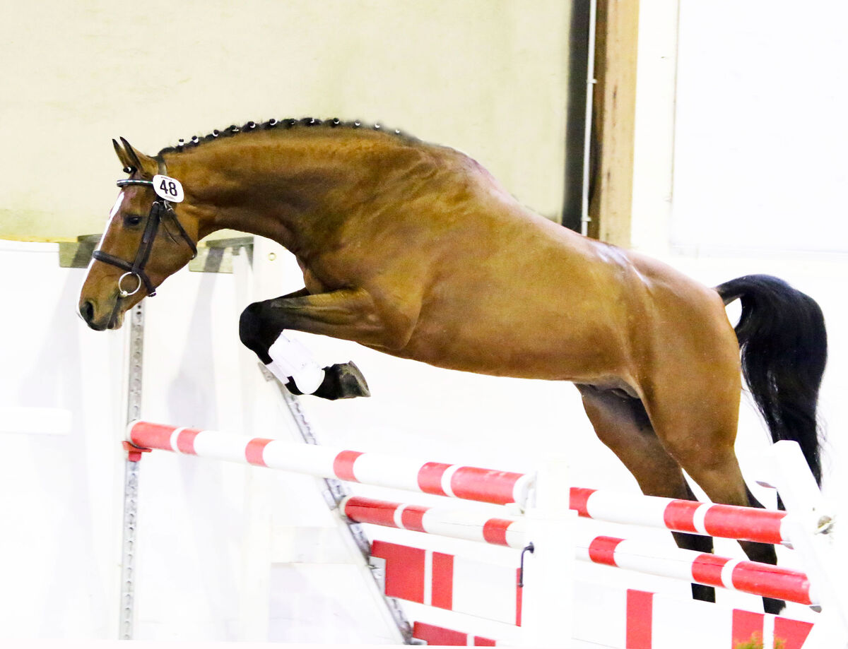 Hengstpräsentation: Deckstation Dittersbach: SGV - Sächsische ...