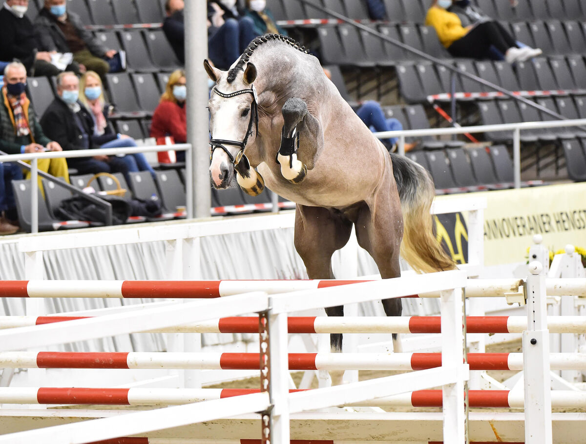 Neuzugang: OGANO'S EDITION v. Ogano Sitte - Cassini II: SGV ...