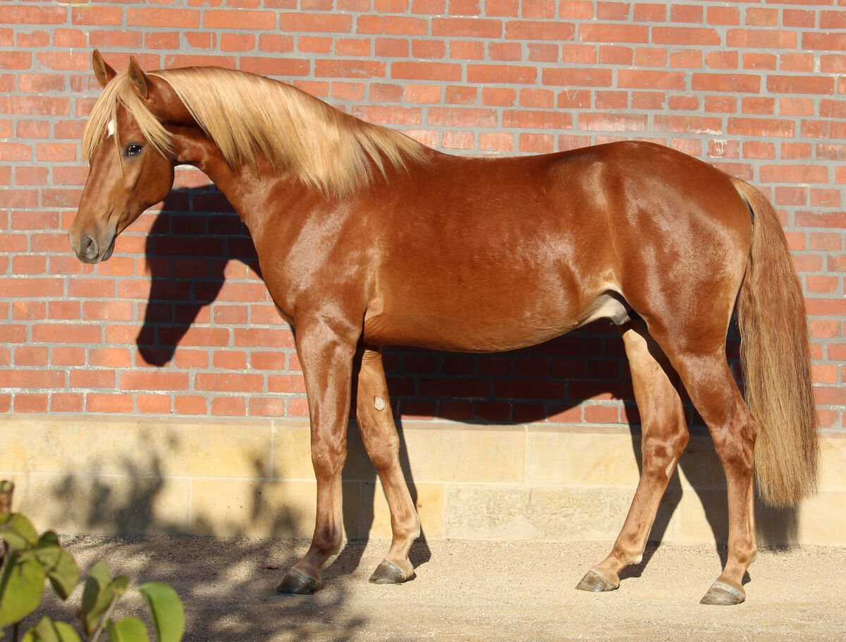 Neuzugang: EXPONENT v. Expert ox: SGV - Sächsische Gestütsverwaltung