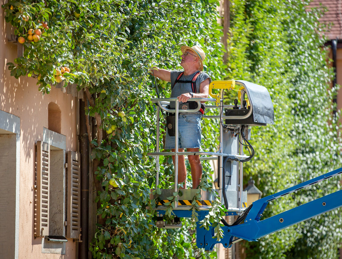 Gartenbaukunst im historischen Gestütsinnenhof: SGV - Sächsische ...