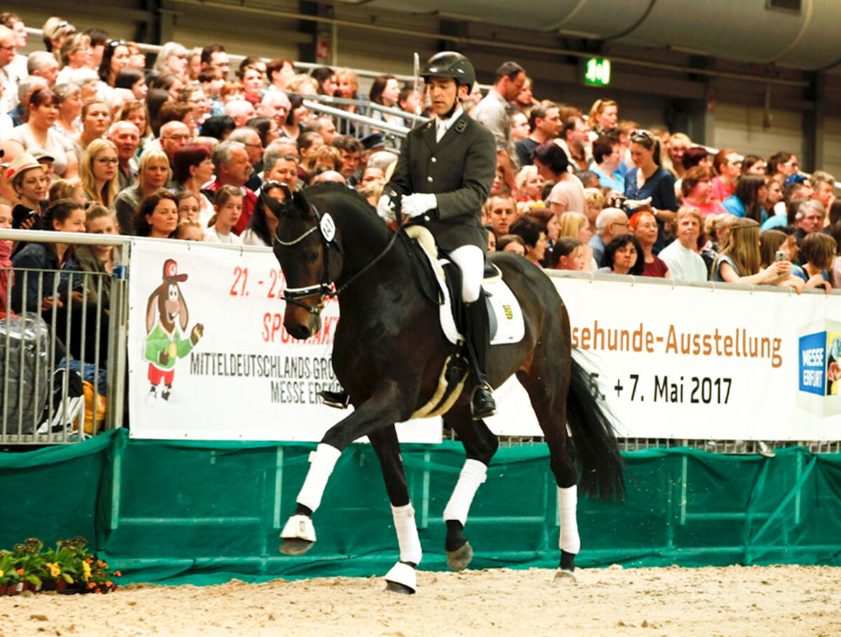Messe Jagen-Fischen-Reiten: SGV - Sächsische Gestütsverwaltung