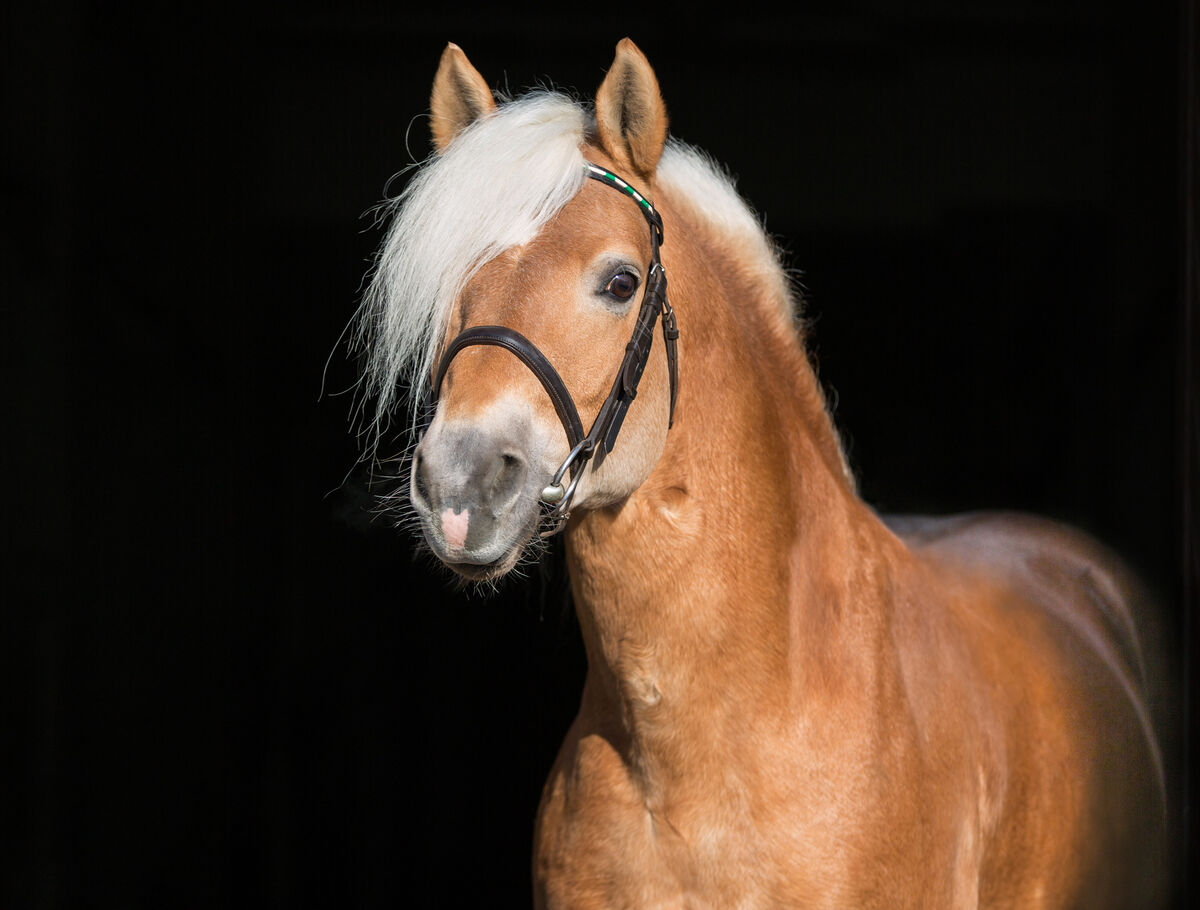 SAMMI stellt Körsieger, STARINO Siegerin im Elite-Stuten-Cup: SGV ...