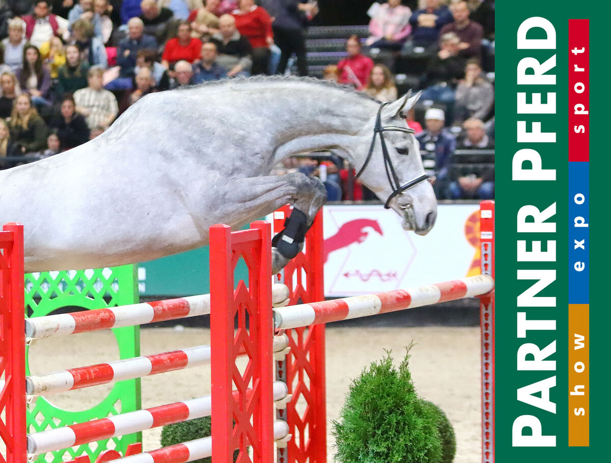 PARTNER PFERD: 10. PARTNER PFERD DSP Freispring-Cup: SGV - Sächsische ...