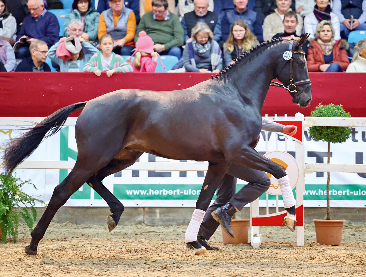 FAIR POINT - Prämienhengst aus dem Hauptgestüt Graditz: SGV ...