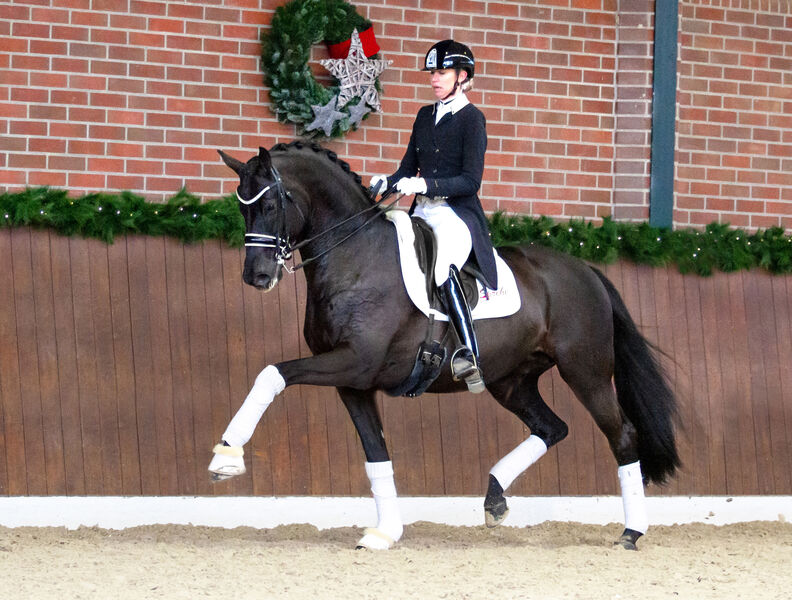 Trakehner Hengste in der Zuchtsaison 2024: SGV - Sächsische ...