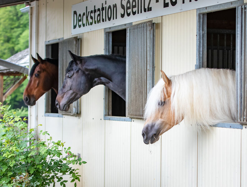 Hengstpräsentation der Deckstation Seelitz: SGV - Sächsische ...
