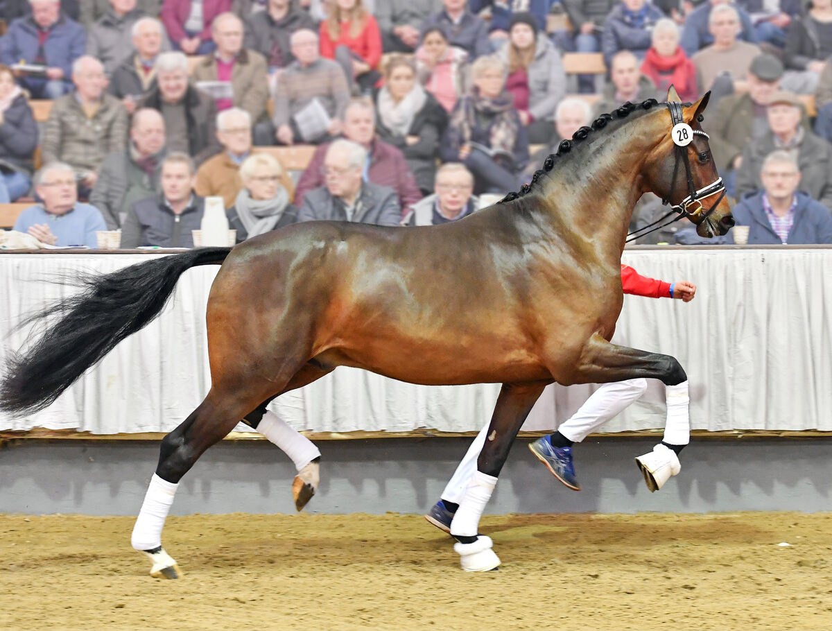 Neuzugang: Florisburg v. Floriscount – Diamond Hit: SGV - Sächsische ...