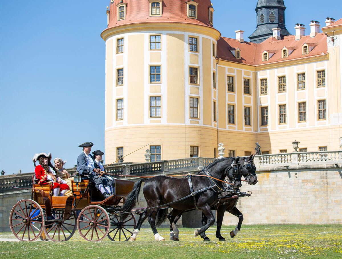 August der Starke in Moritzburg: SGV - Sächsische Gestütsverwaltung